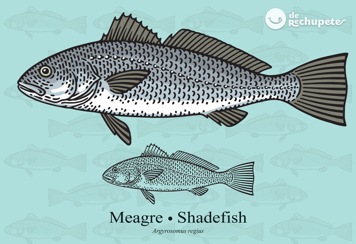 Corvina. Beneficios, propiedades y recetas - De Rechupete