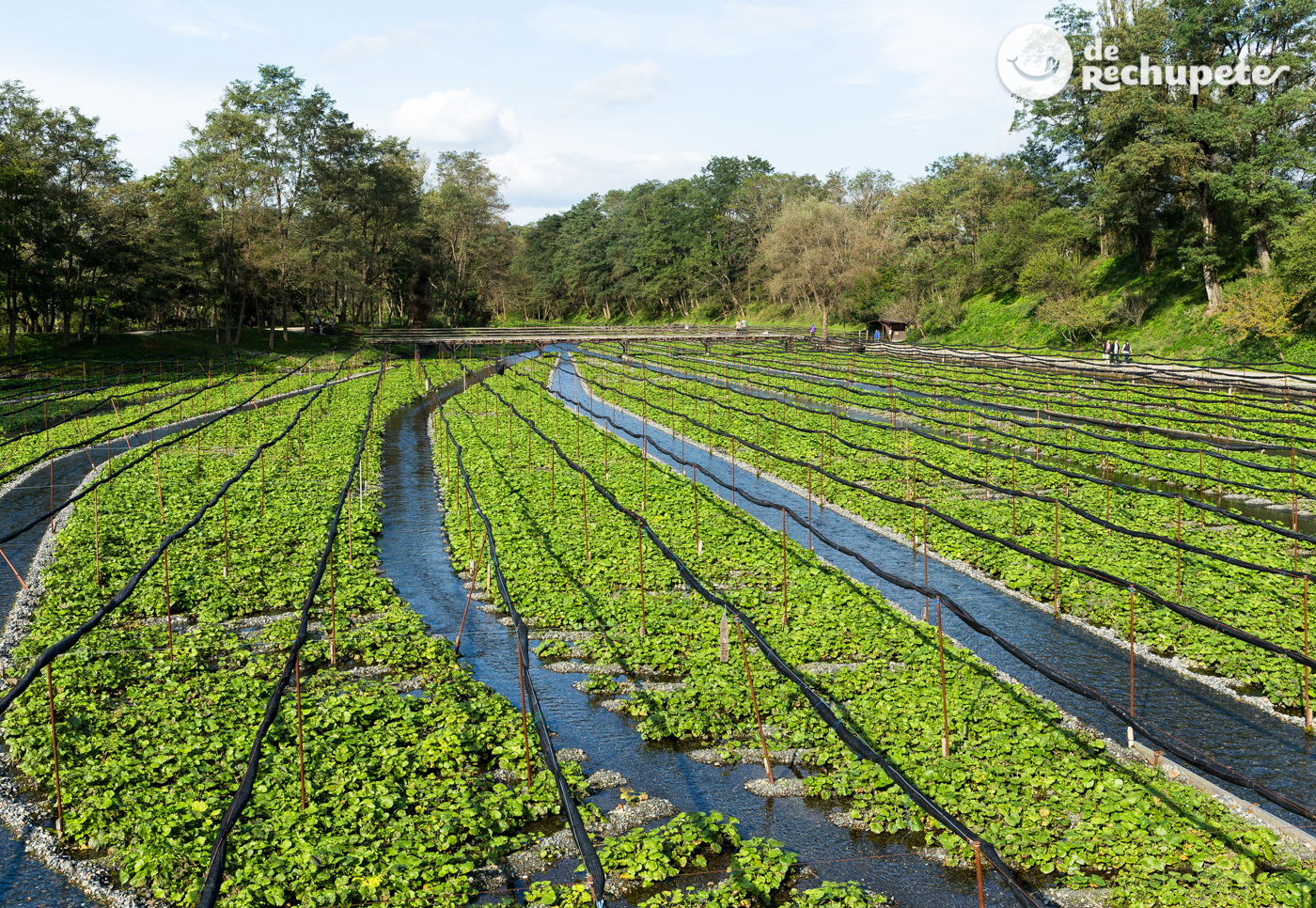 ¿Qué es el Wasabi? Todo lo que necesitas saber sobre esta raíz japonesa ...