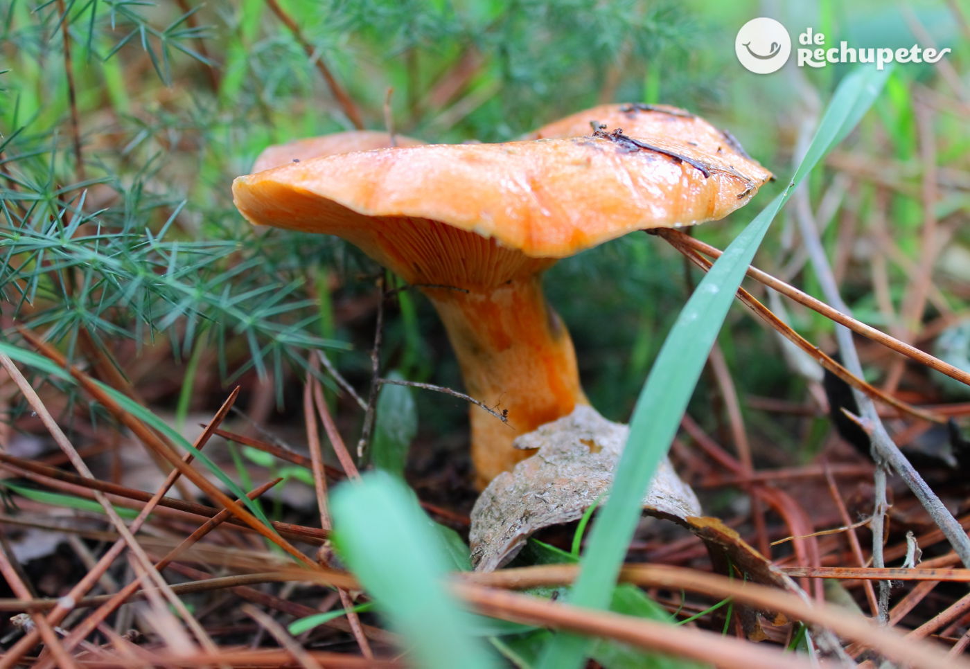 Níscalos o Robellones. La seta de otoño más famosa. Cómo distinguirla y ...