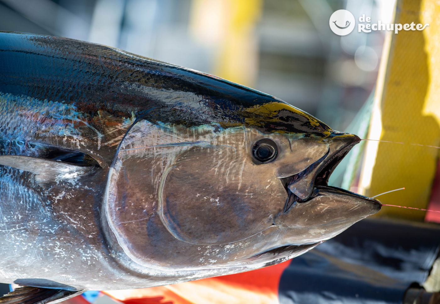 Ike Jime. ¿Qué es y en qué consiste esta técnica japonesa? Maduración ...