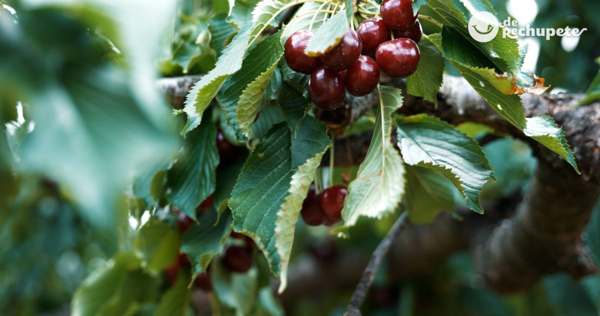 Picotas del Jerte. ¿Cómo diferenciarlas del resto de cerezas? - De ...