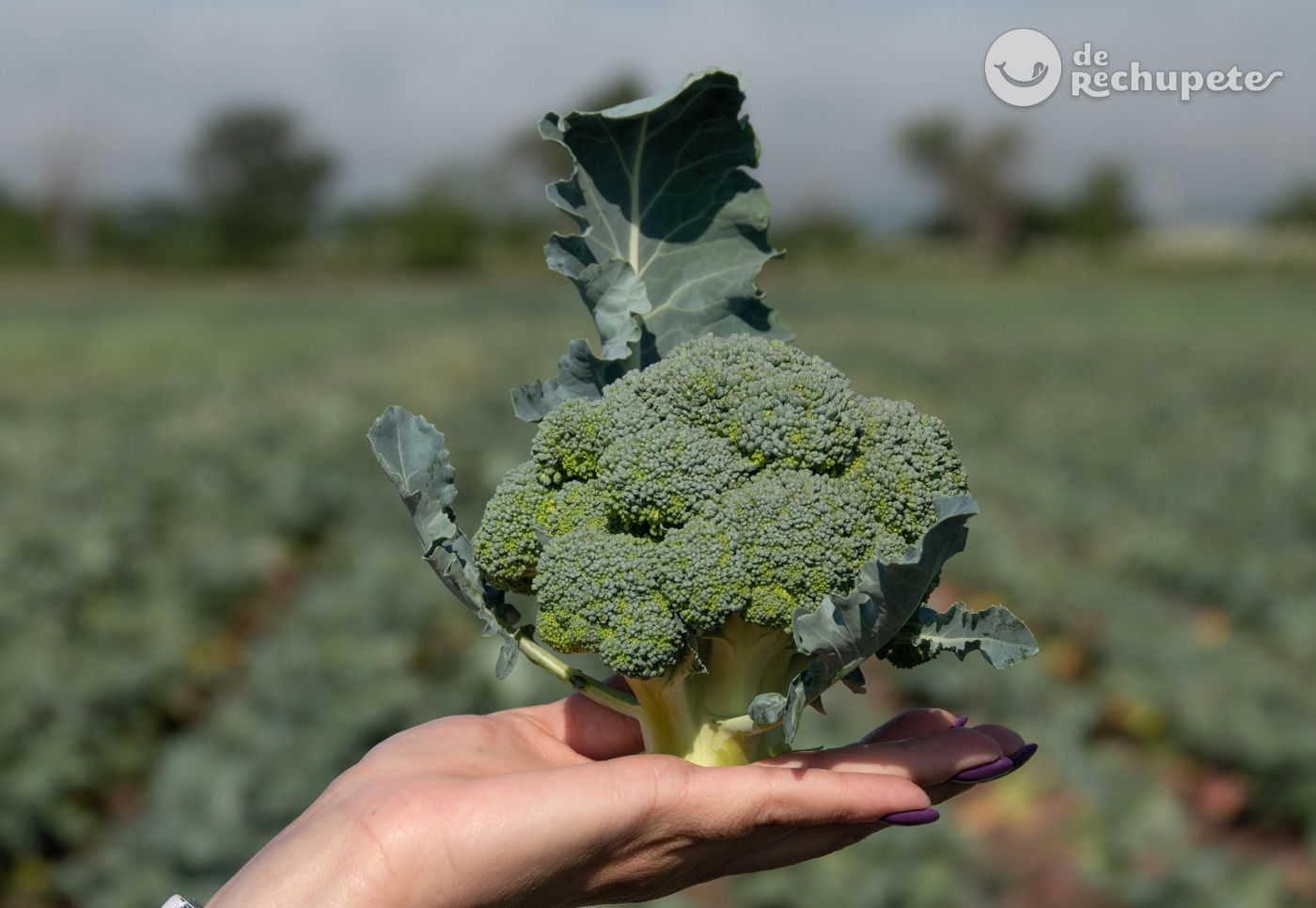 Brócoli, beneficios y propiedades para tu salud - De Rechupete