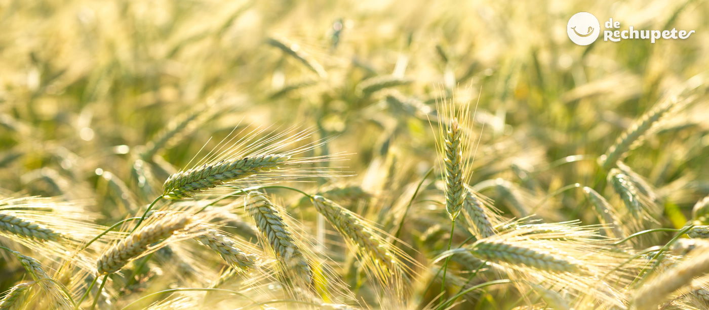 Harina de centeno. La harina perfecta para hacer pan, propiedades y ...