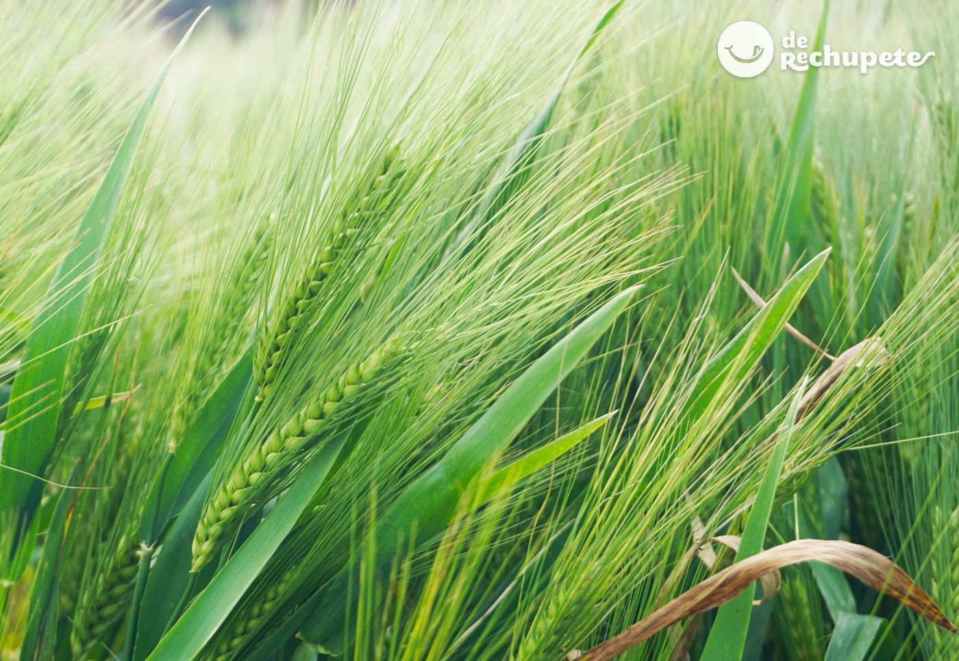 Harina de cebada. Propiedades y beneficios de este cereal - De Rechupete