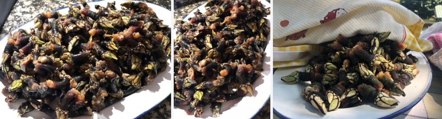 Cómo preparar percebes ¿Cómo comerlos? Trucos y consejos - De Rechupete