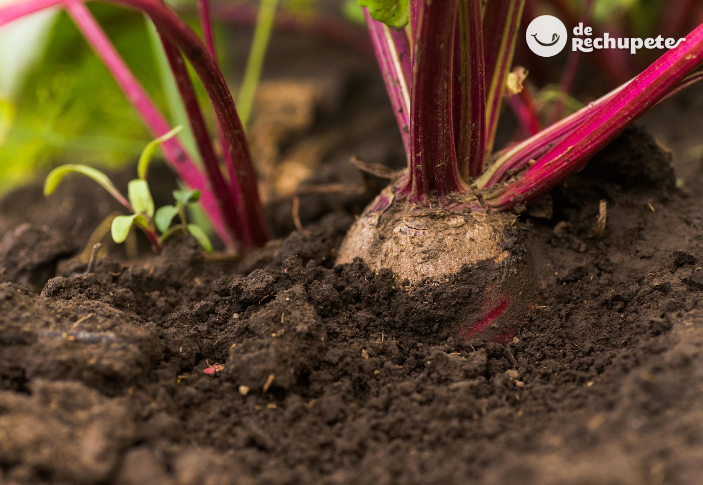La remolacha ¿Qué es y cómo cocinarla? Beneficios, usos en la cocina y ...