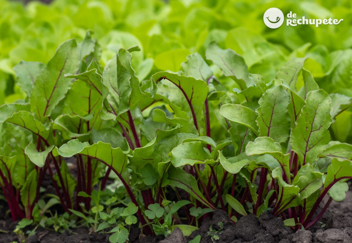 La remolacha ¿Qué es y cómo cocinarla? Beneficios, usos en la cocina y ...