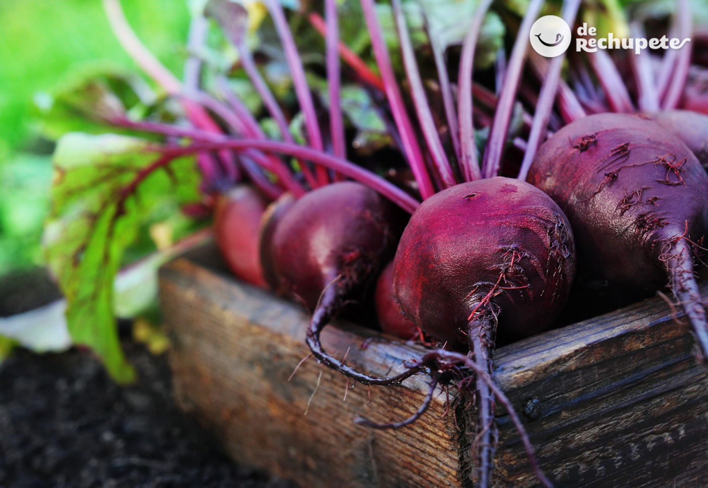 La remolacha ¿Qué es y cómo cocinarla? Beneficios, usos en la cocina y ...