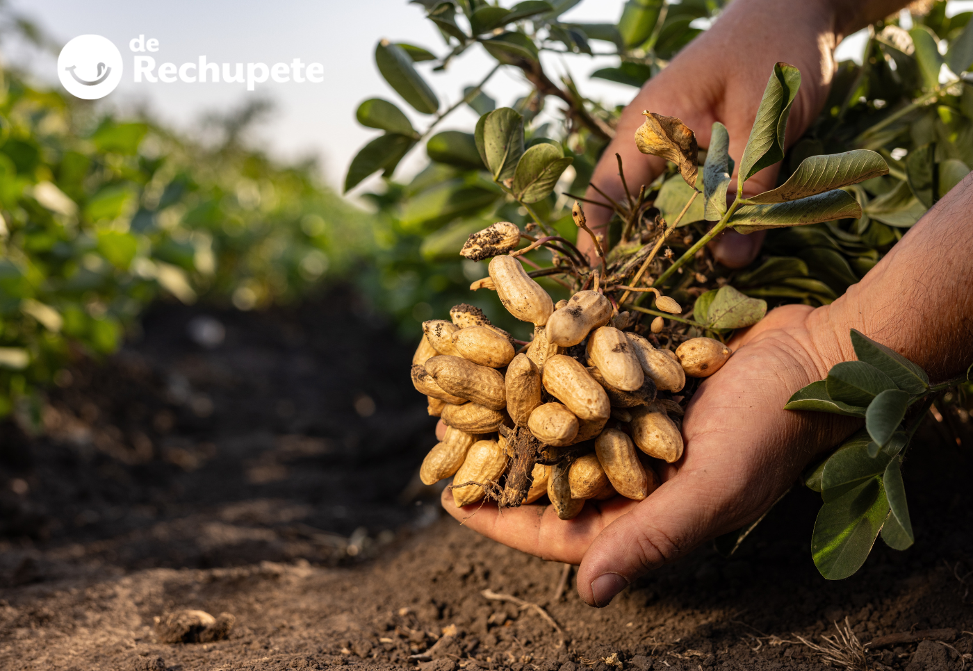 Cacahuetes: qué son, origen, propiedades nutricionales y usos en la ...